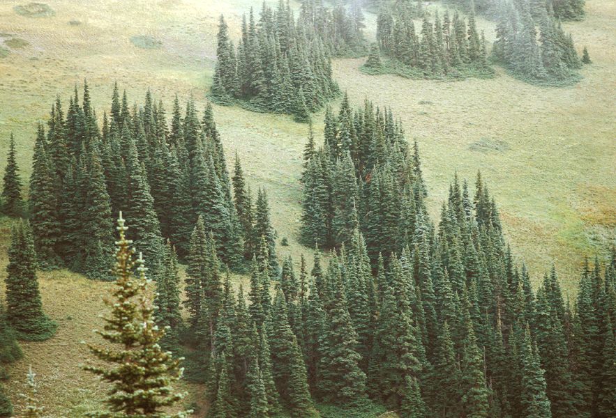 Alpandino :: Why treelines? :: Mount Rainier (USA)