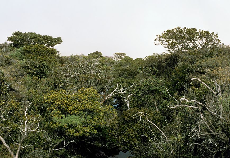 Alpandino :: Why treelines? :: Hawaii (USA)