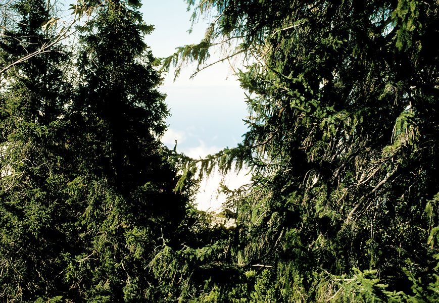 Alpandino :: Why treelines? :: Hawaii (USA)